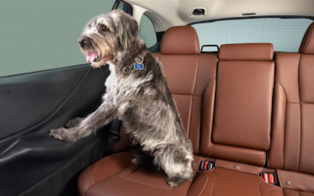 Pet Car Safety: What’s The Best Way To Travel With Your Pet? | Subaru ...